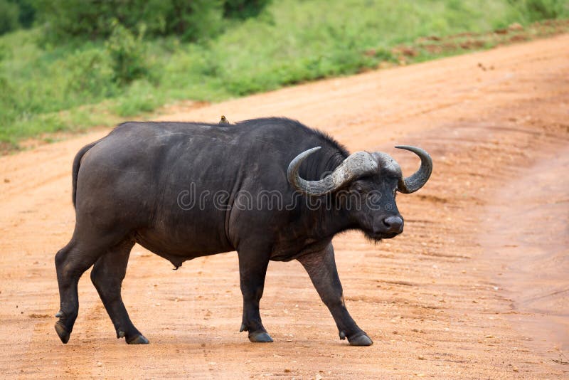 A Big Buffalo Stands on a Path in the Savannah Stock Photo - Image of ...
