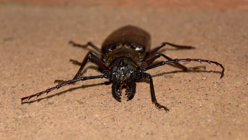 Big bug stock image. Image of background, pentatomidae - 36020595