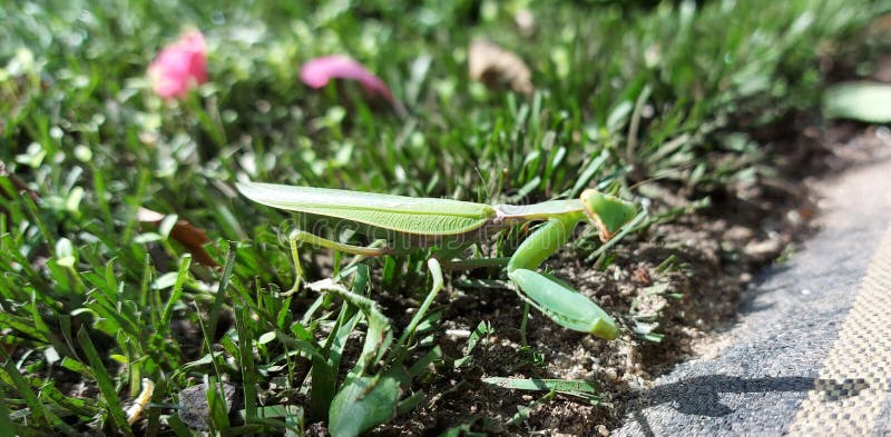 Big Bug Green Mantis Insect in Garden Stock Photo - Image of animal ...