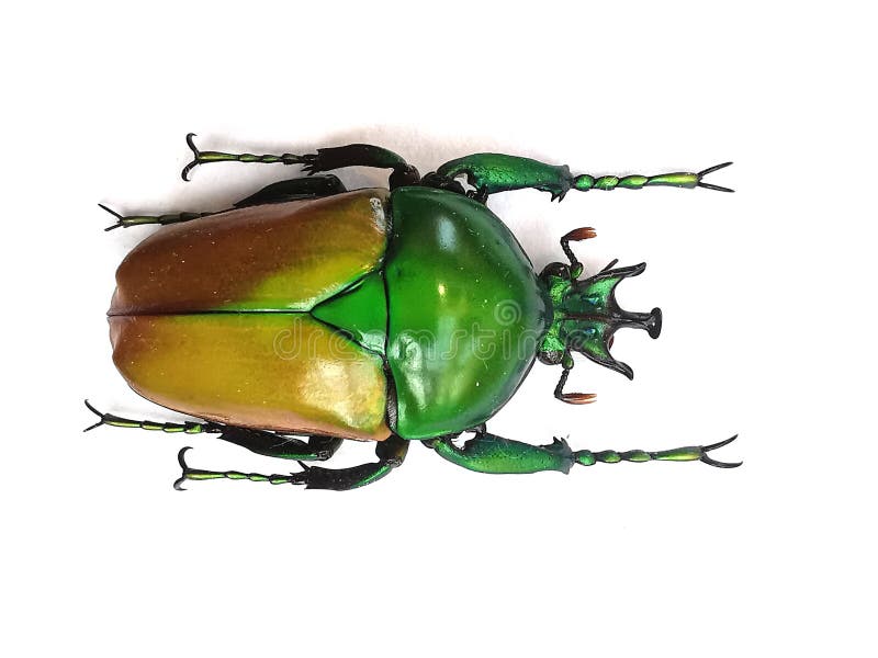 Big bug isolated stock photo. Image of male, fauna, black - 276972080