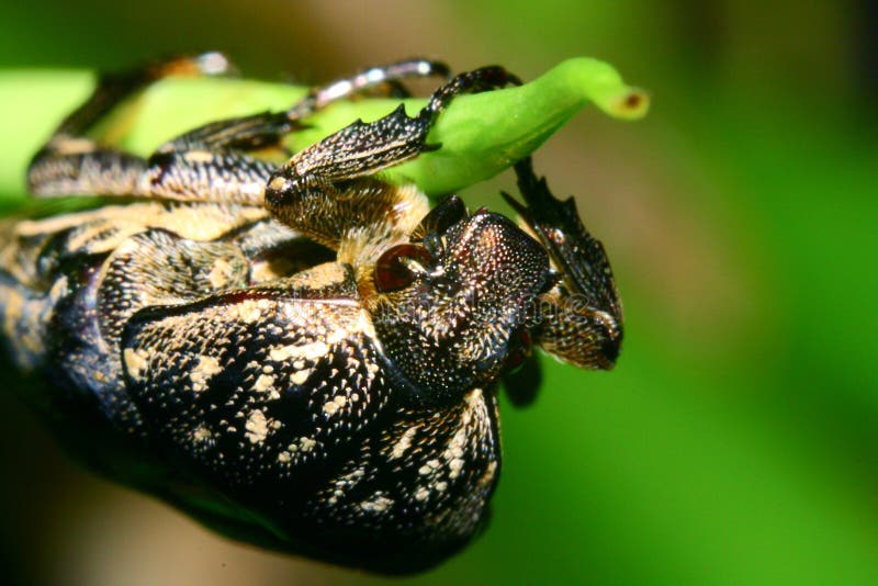 Big Bug stock image. Image of insect, wildlife, hairy - 59281889