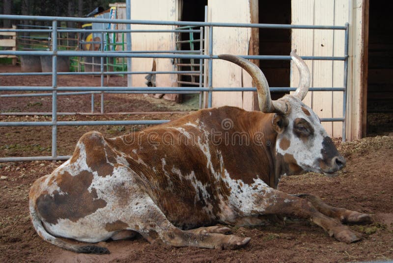 Big bull stock photo. Image of animals, farmers, animal - 11256228