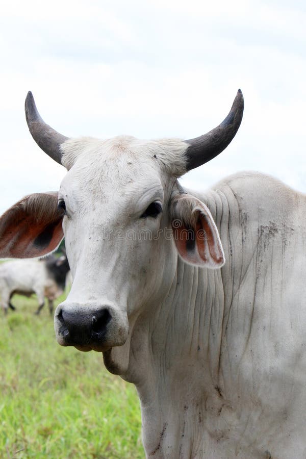 Big Bull stock photo. Image of agressive, horns, bovine - 4000742