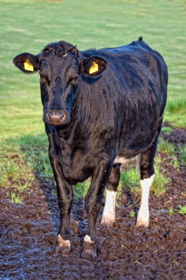 Big bull on a farm cow stock image. Image of looking - 14794945