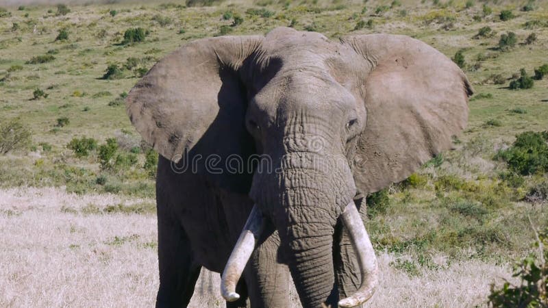Big Bull Elephant Scratching His Head on a Tree Stock Video - Video of ...