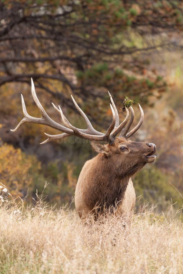 Big Bull Elk Bugling stock image. Image of wildlife, animal - 53314615