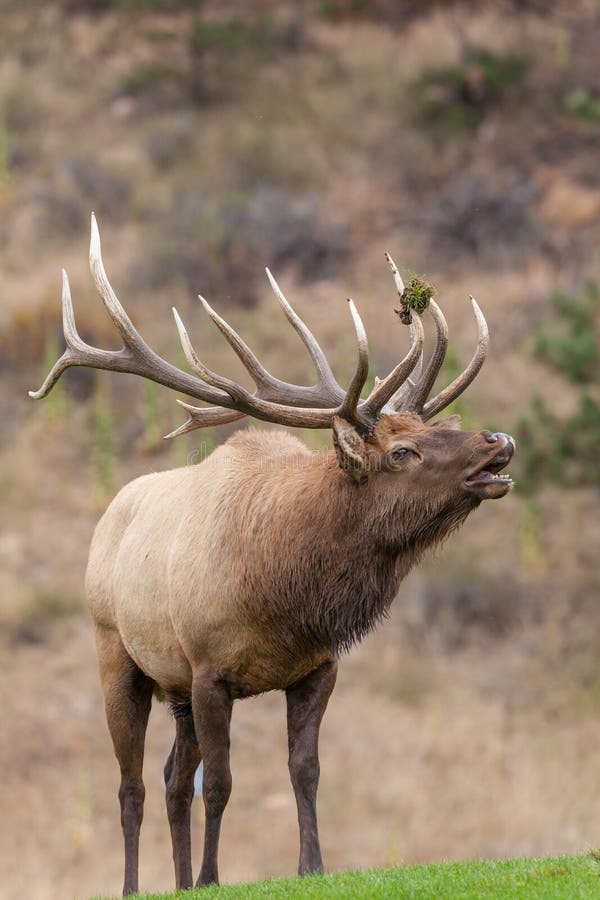 Big Bull Elk Bugling stock photo. Image of wapiti, rutting - 79642864