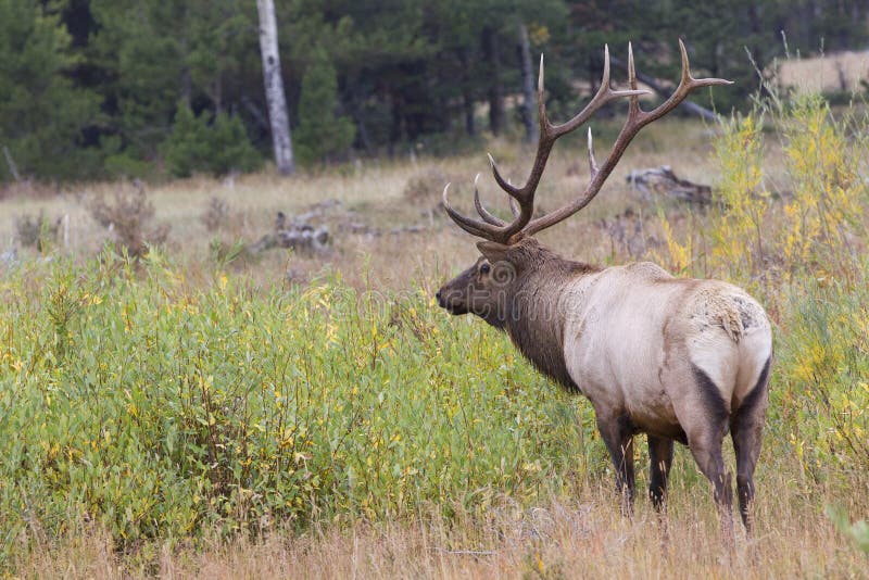 Wild bull elk bugling stock photo. Image of scenic, national - 21478186