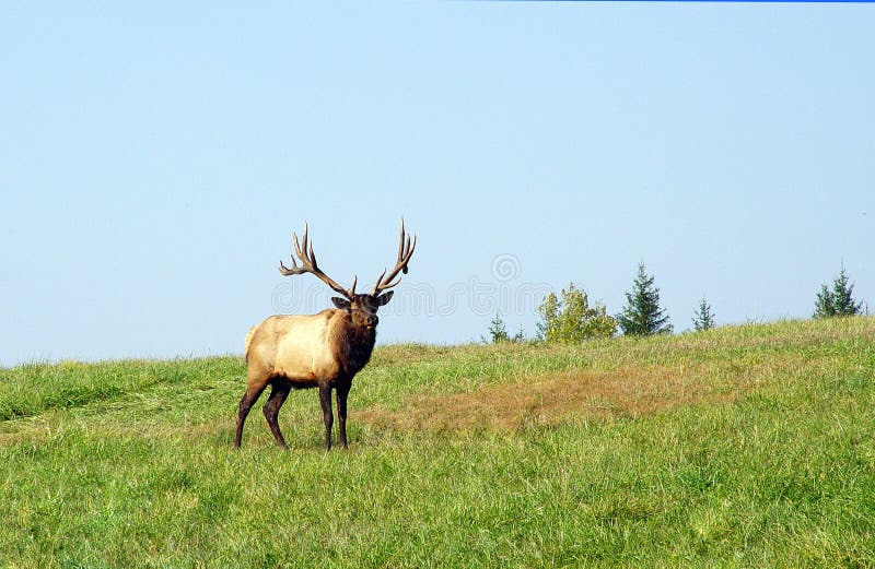 Big Bull Elk stock image. Image of mountain, hill, sport - 31137379