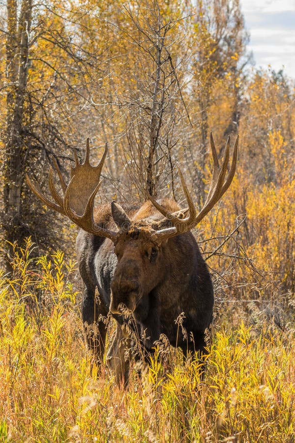 Big Bull Moose in Fall stock image. Image of wildlife - 70304059