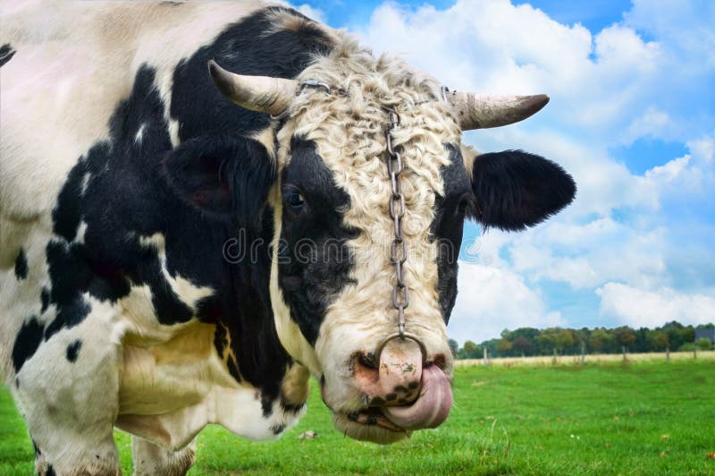 Holstein Bull Face