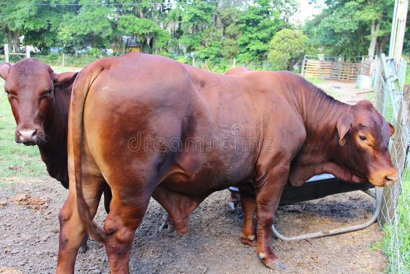 Big Bull in pasture stock image. Image of beast, dairy - 41515993