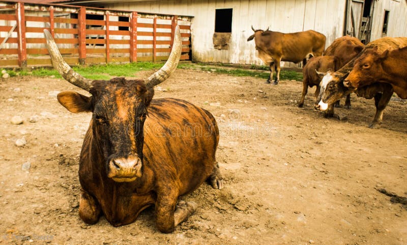Old Bull Resting on the Farm, in the Middle of the Road Stock Image ...