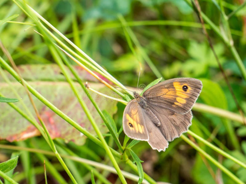 Big Bull`s Eye Butterfly Wildlife Stock Photo - Image of leaf, jurtina ...
