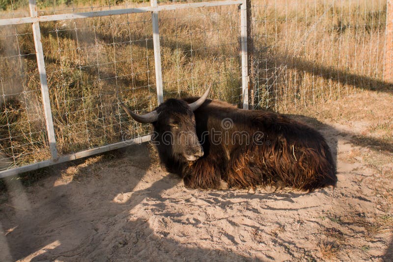 Big Bull Sleeping on the Ground Stock Photo - Image of captivity, large ...
