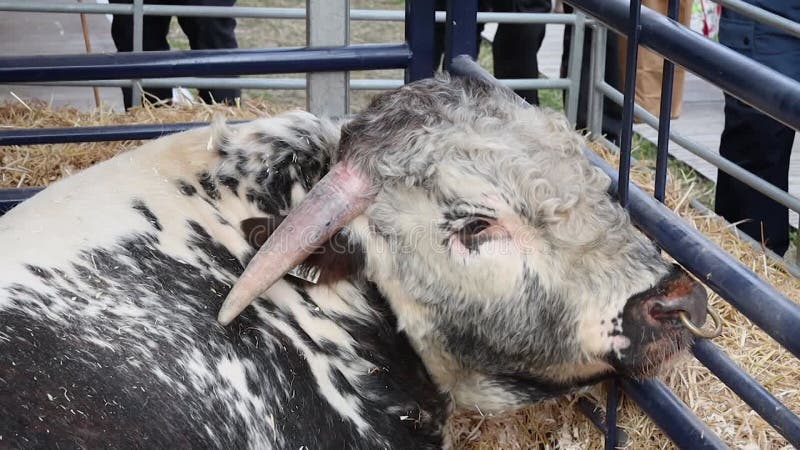 Big Bull Sneezing with Nose Ring, Ireland Stock Video - Video of snort ...