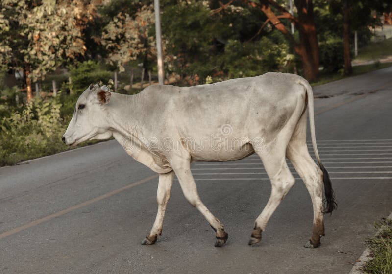 Bhe big cow stock image. Image of road, walking, bull - 162323431