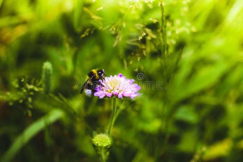 Big Bumble Bee in the Pink Clover Stock Image - Image of bumble ...