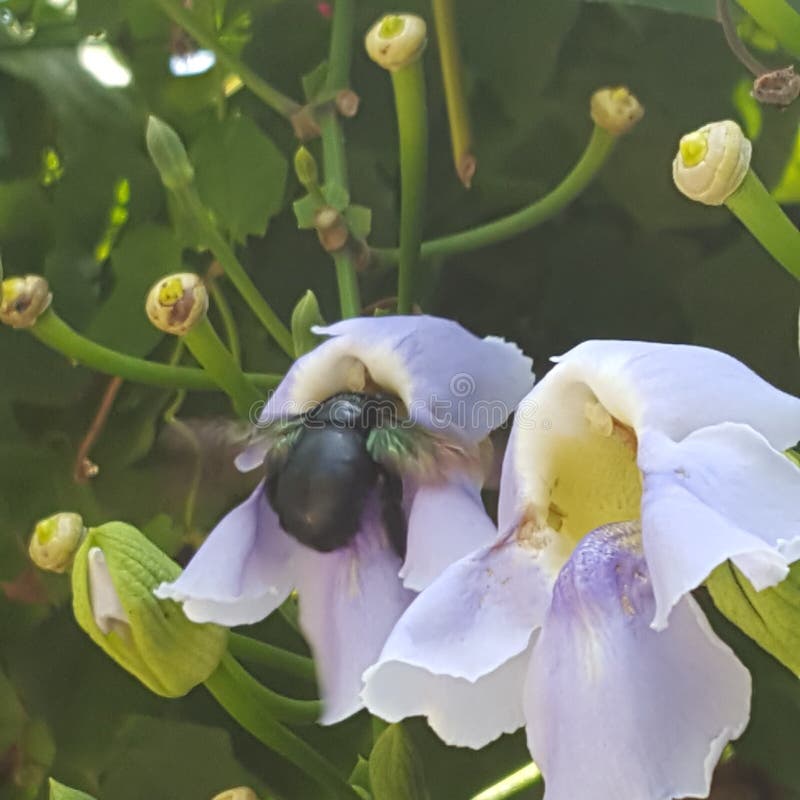 Big bumblebee stock image. Image of flower, bumblebee - 71740169