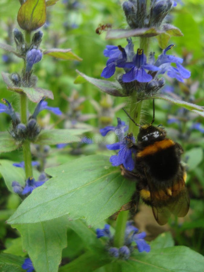Big Bumblebee on a Blue Flower Stock Photo - Image of plant, meadow ...