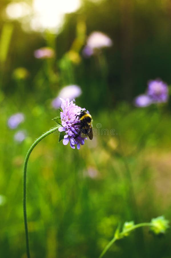 Big Bumblebee on a Flower, an Insect in the Wild Stock Photo - Image of ...
