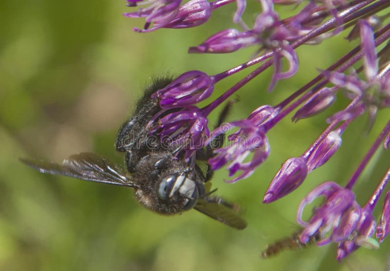 The Big Bumblebee is Working Stock Image - Image of wings, drinks ...