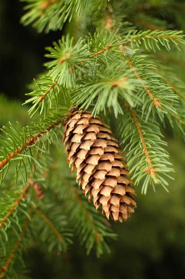 A Big Bump on a Coniferous Tree. a Fir Cone. a Bump on a Branch ...