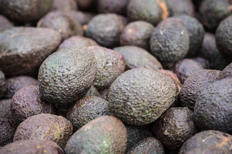 221 Big Avocados Stock Photos - Free & Royalty-Free Stock Photos from ...