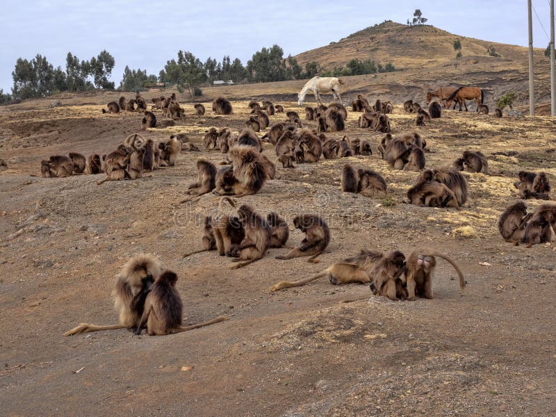 Big Bunch of Gelada, Theropithecus Gelada, on the Slopes of Simien ...