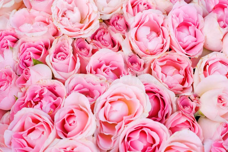 Big Bunch of Multiple Pink Roses of a Bride Stock Image - Image of ...