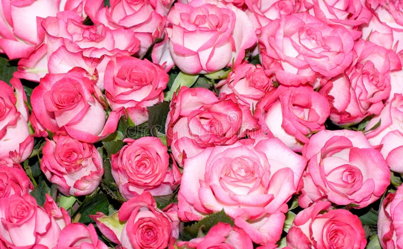Big Bunch of Multiple Pink Roses of a Bride Stock Photo - Image of ...