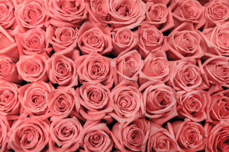 Big Bunch of Multiple Pink Roses, Top View Stock Photo - Image of ...