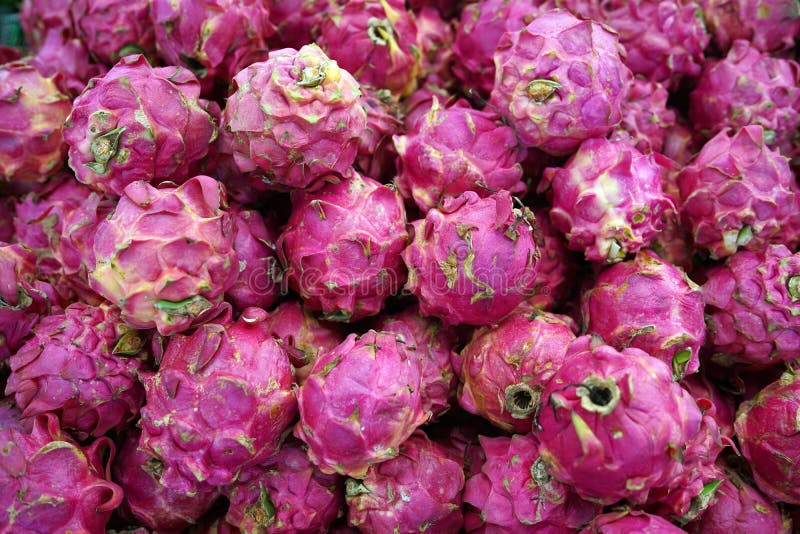 Big Bunch of Pink Pitaya Dragon Fruits Buah Naga Stock Photo - Image of ...