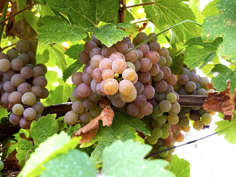 Bunch of grapes stock photo. Image of plantation, garden - 344690274