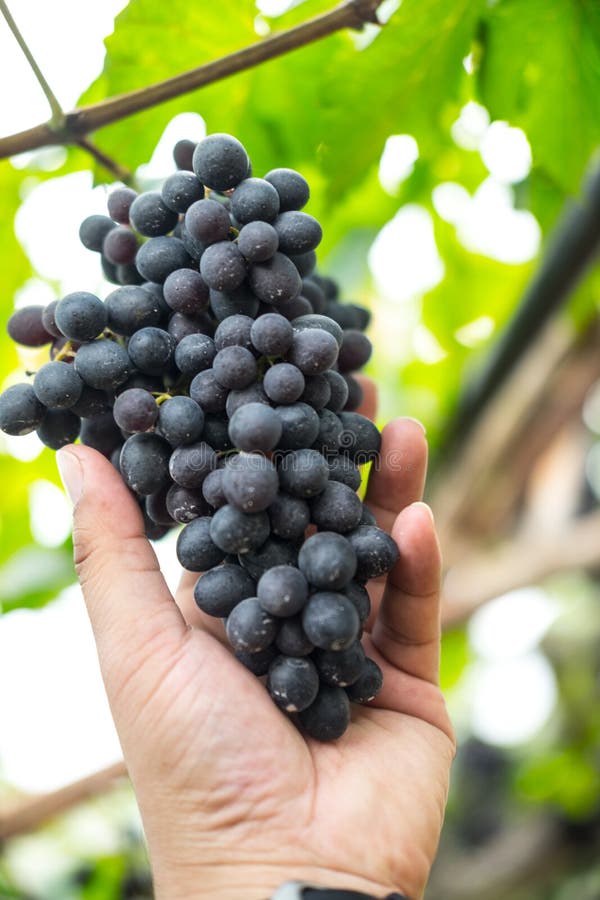 Big Bunch of Reddish Black Grape on Tree in Vineyard Stock Photo ...
