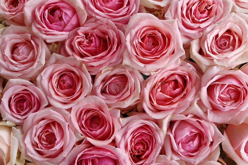 Big bunch of roses stock photo. Image of beatiful, bouquet - 15961234