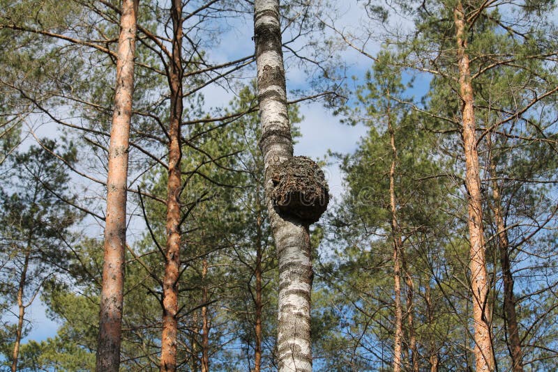 Big Burl on Birch Tree Trunk Stock Photo - Image of nature, forest ...