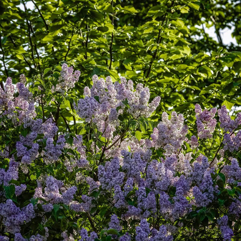 Big bush of lilac stock image. Image of bloom, beautiful - 275117145