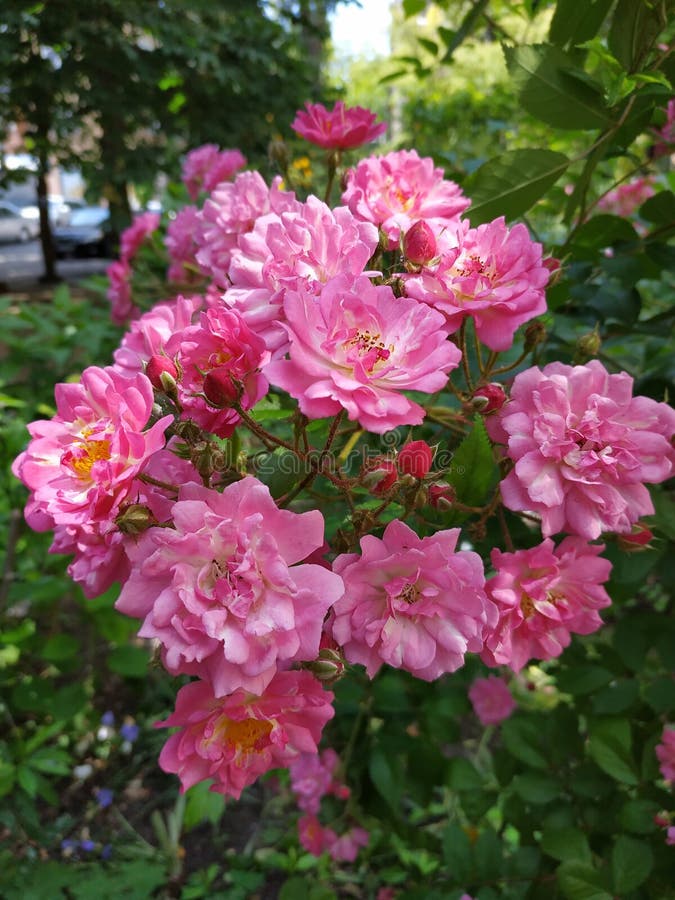 Big Bush in the Park with Little Pink Roses Stock Image - Image of ...
