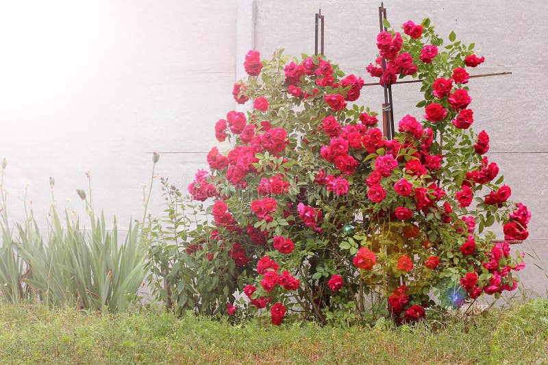 Big bush of red roses stock photo. Image of botany, environment - 142681342