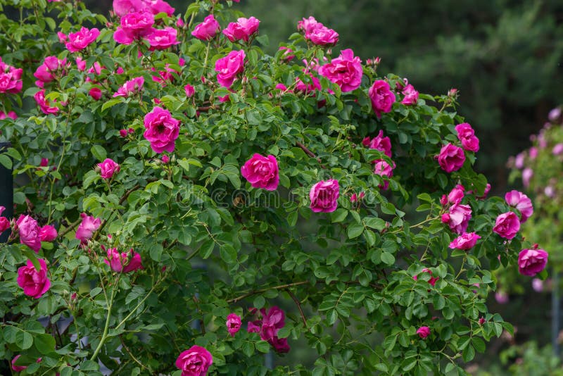 Big Bush of Red Roses Wallpaper Decoration Stock Photo - Image of buds ...