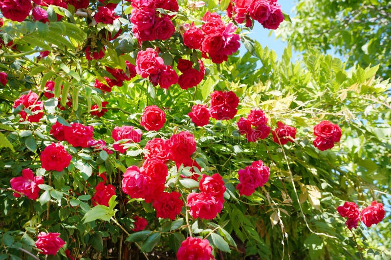 Big Bush of Red Roses Wallpaper Decoration Stock Photo - Image of buds ...