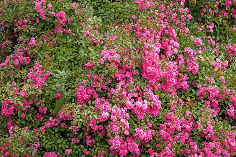 Big Bush of Small Roses in the Garden. Stock Image - Image of branch ...