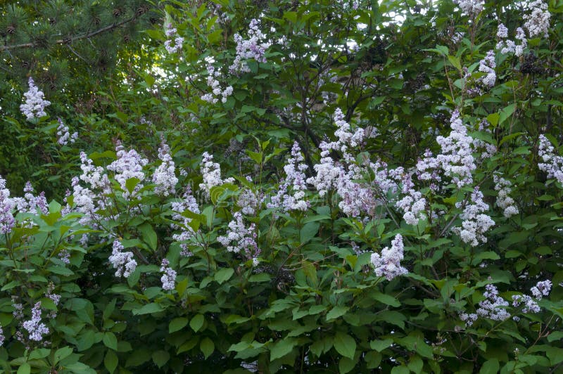 Big bushes of a lilac stock image. Image of tree, lilac - 82480761