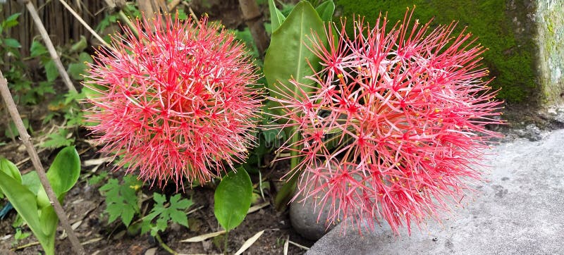 Butiful Super Flowers Stock Photos - Free & Royalty-Free Stock Photos ...