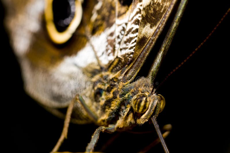 Big butterfly stock image. Image of macro, body, points - 5589987