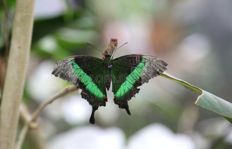 Big Butterfly with Green Wings Stock Image - Image of camouflaging ...