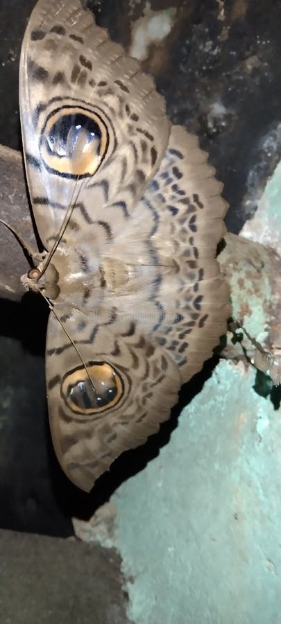 Big Butterfly Horrer Eyes Scared Stock Image - Image of eyes, scar ...