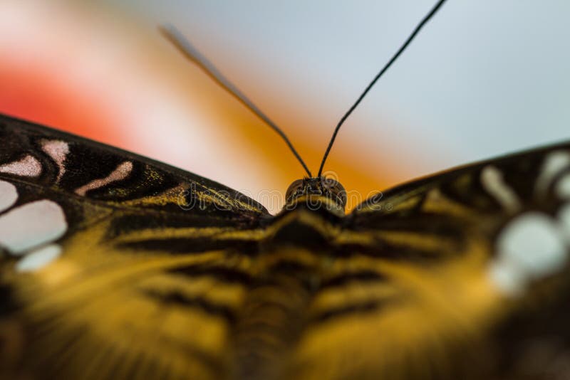 Big butterfly in nature stock photo. Image of nature - 171762322