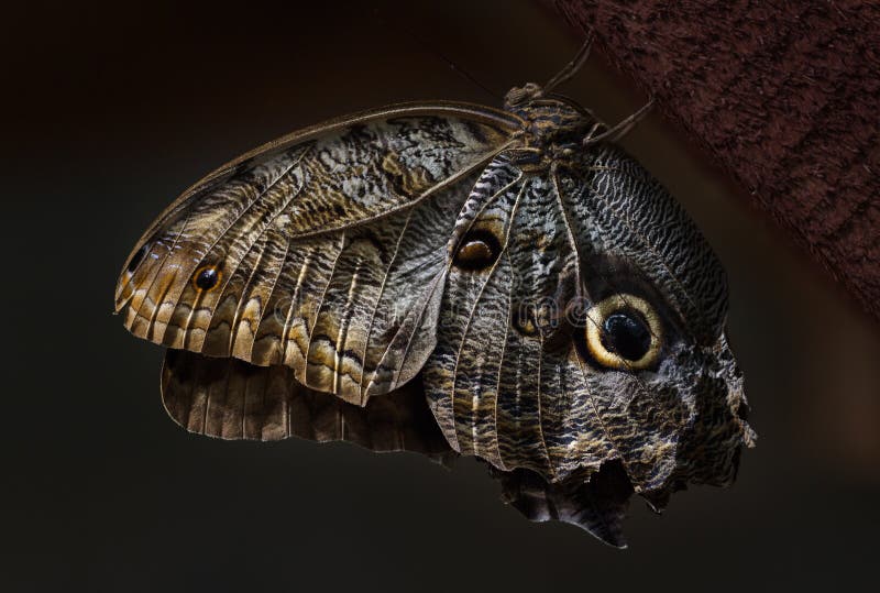 Big butterfly in nature stock image. Image of insect - 183256965